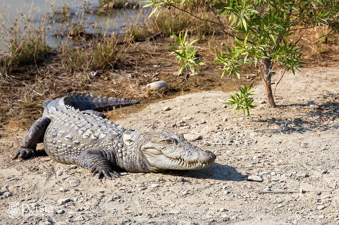 Marsh Crocodile (Gando) - Persia Advisor